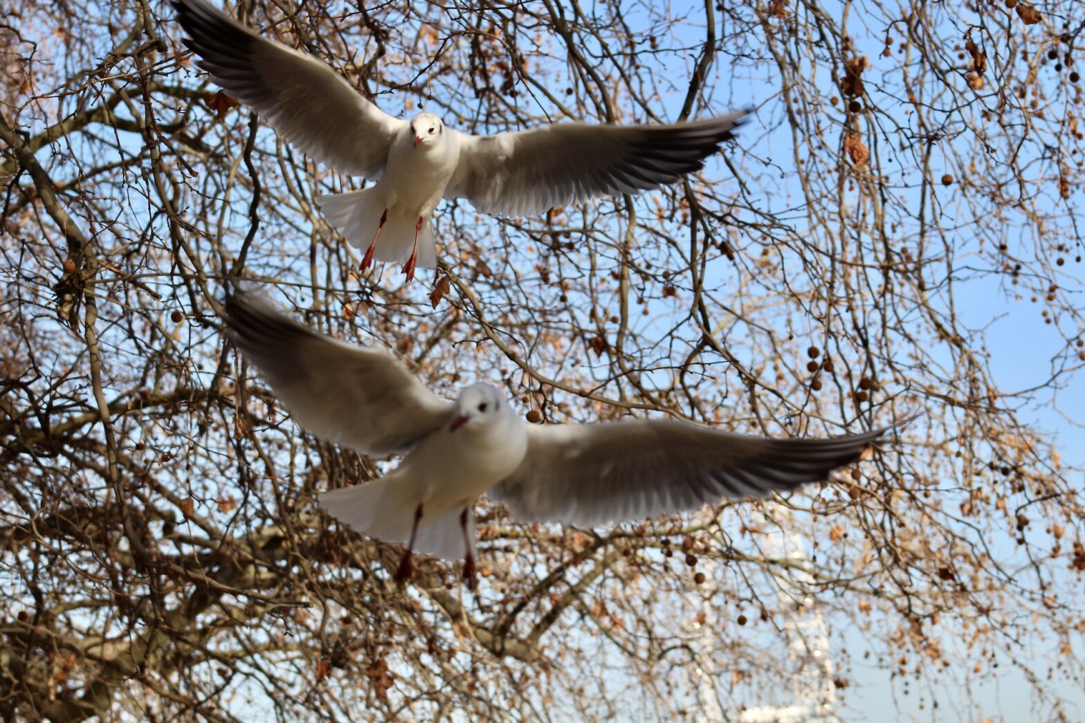 Angel gulls – Ebb & Flow