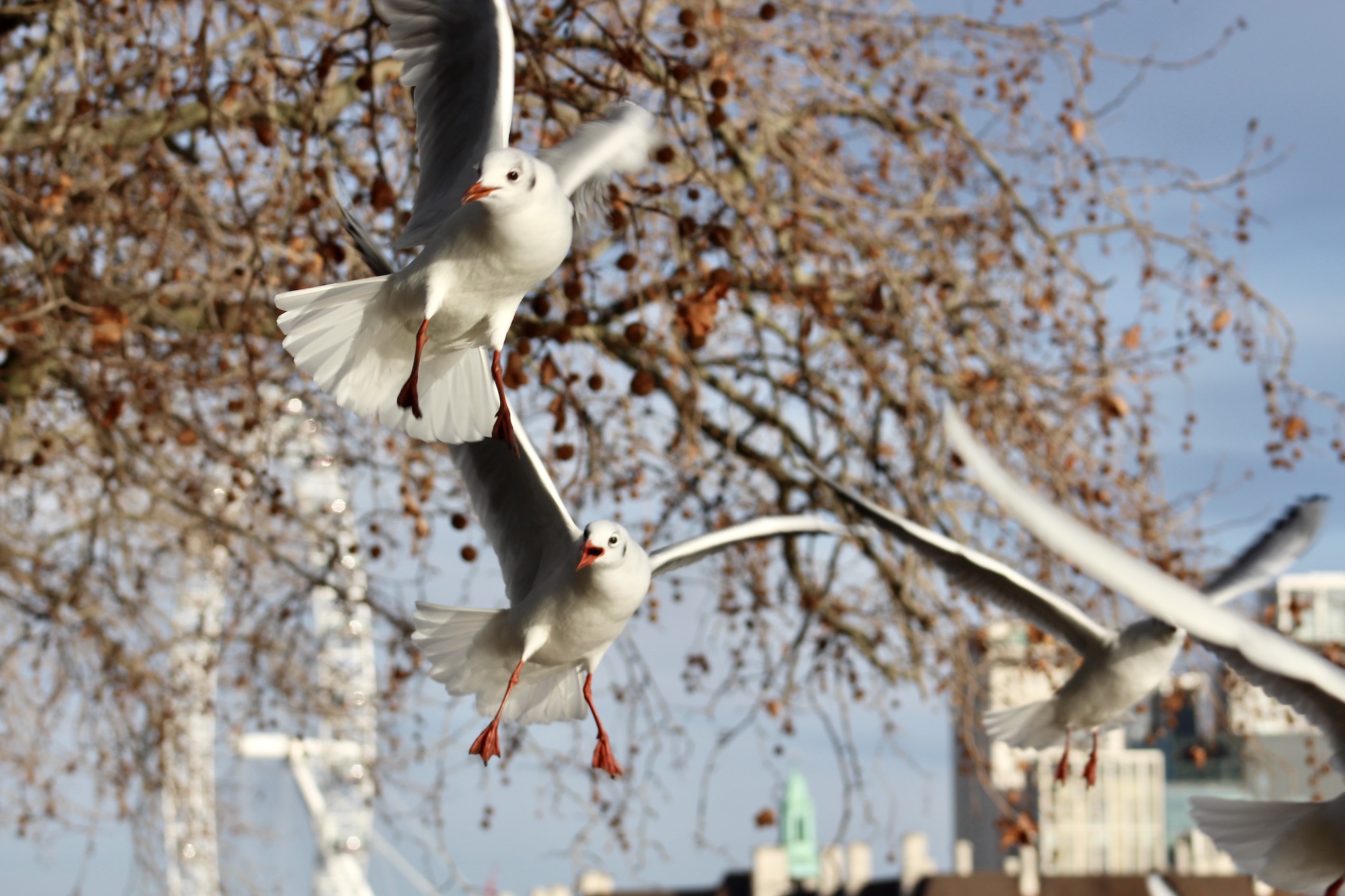 Angel gulls – Ebb & Flow