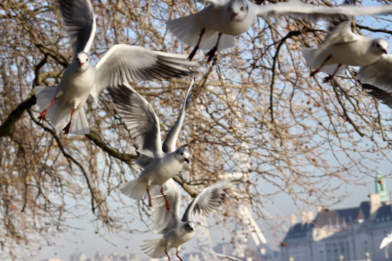 Angel gulls – Ebb & Flow